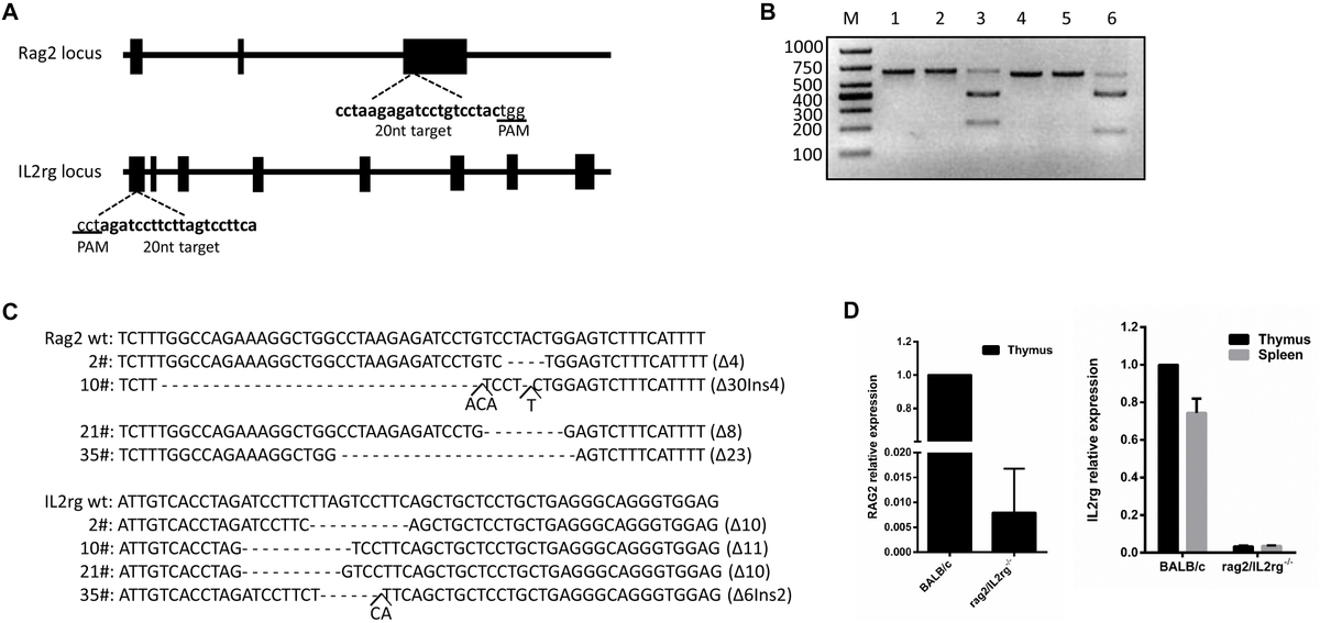 Frontiers | Biological Characteristics of Severe Combined ...