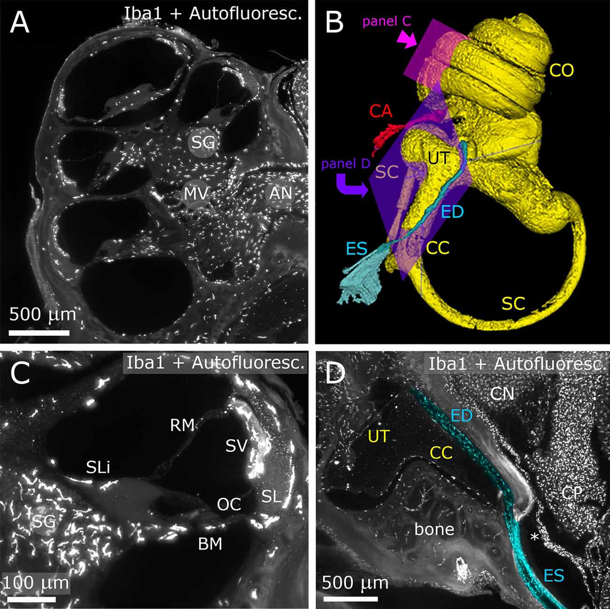 Frontiers | iDISCO+ for the Study of Neuroimmune Architecture of the ...