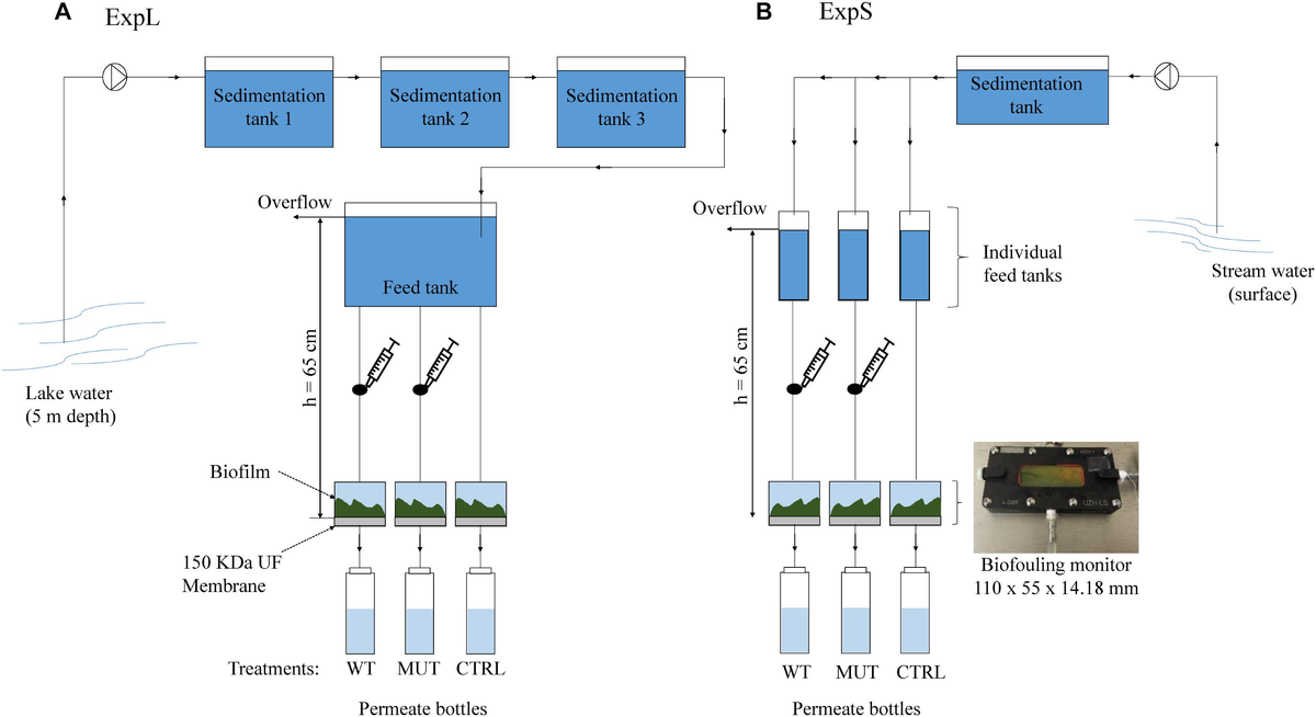 Frontiers | Source Community and Assembly Processes Affect the ...