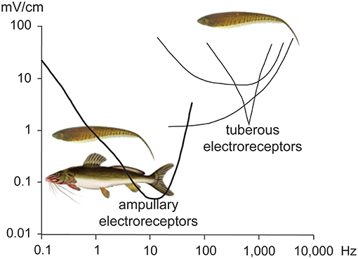Frontiers | Predation and Crypsis in the Evolution of Electric ...
