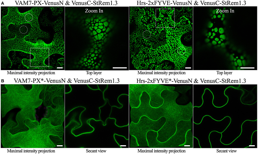 Frontiers | Tethering of Multi-Vesicular Bodies and the Tonoplast to ...