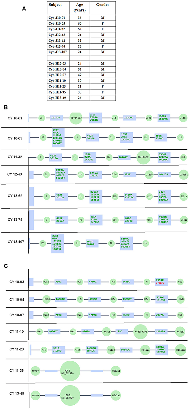 Frontiers | European mtDNA Variants Are Associated With Differential ...
