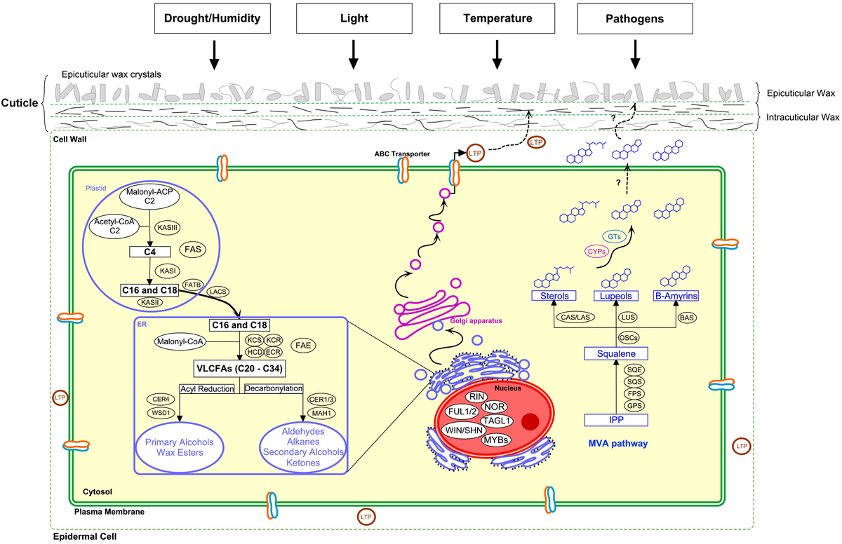 Frontiers | Developmental and Environmental Regulation of Cuticular Wax ...