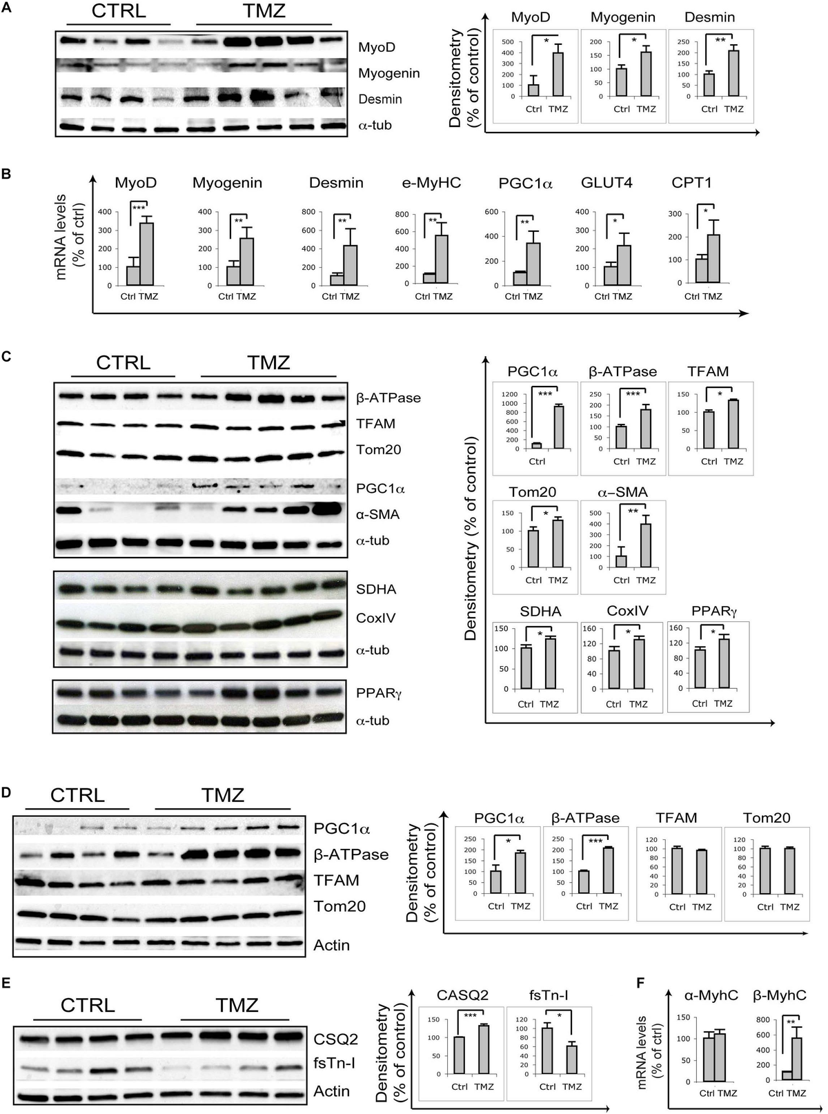 Frontiers | Metabolic Reprogramming Promotes Myogenesis During Aging