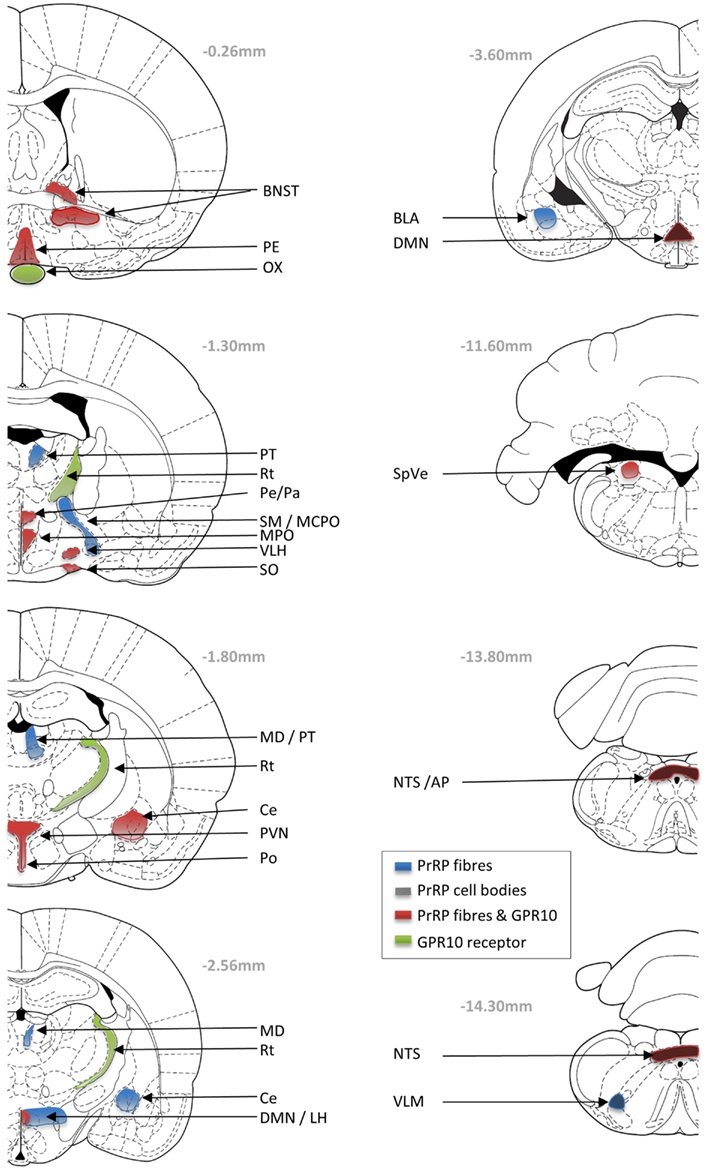 Frontiers | Physiological Roles of GPR10 and PrRP Signaling