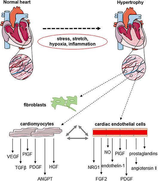 Frontiers | Angiogenic Endothelial Cell Signaling in Cardiac Hypertrophy and Heart Failure