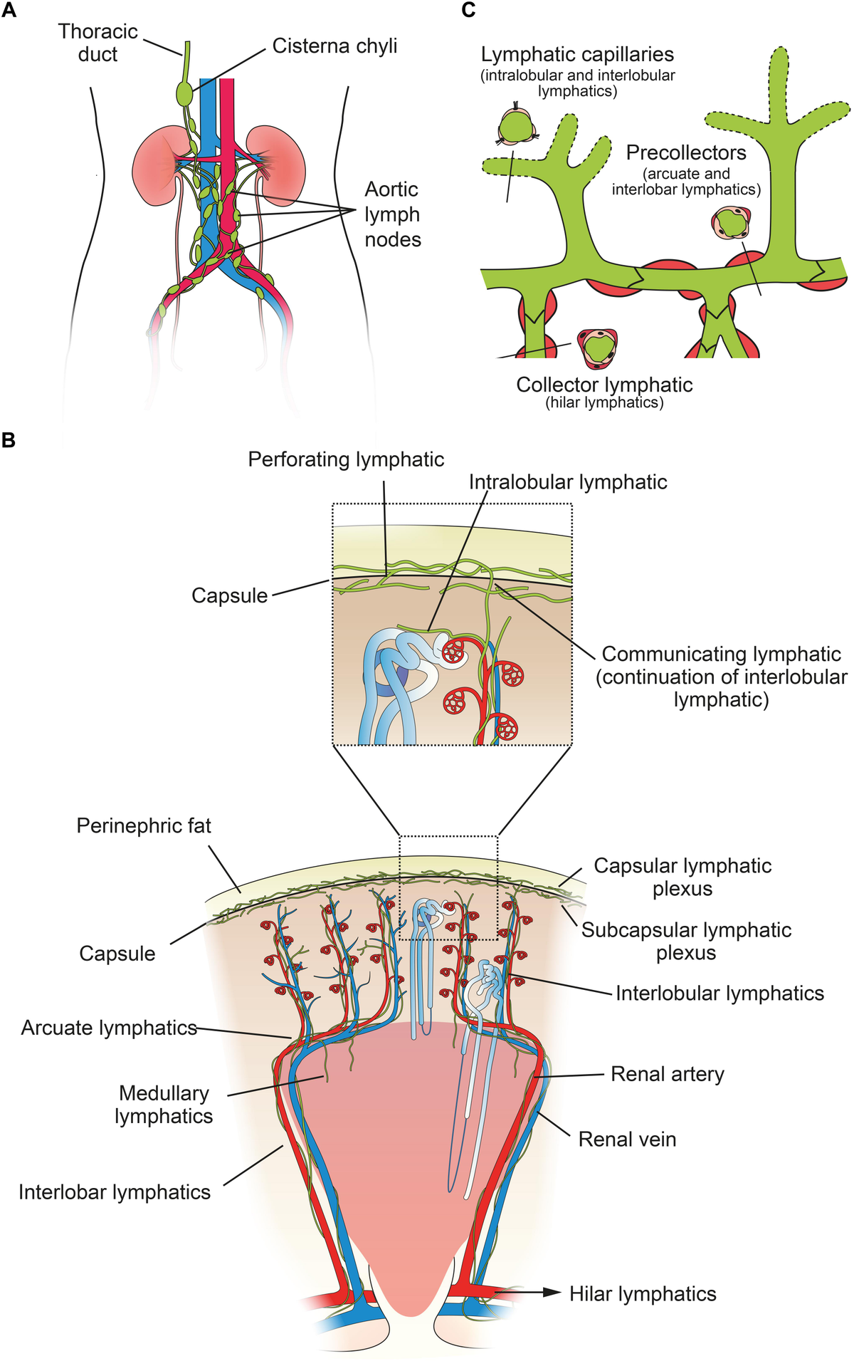 Renal Angle Anatomy