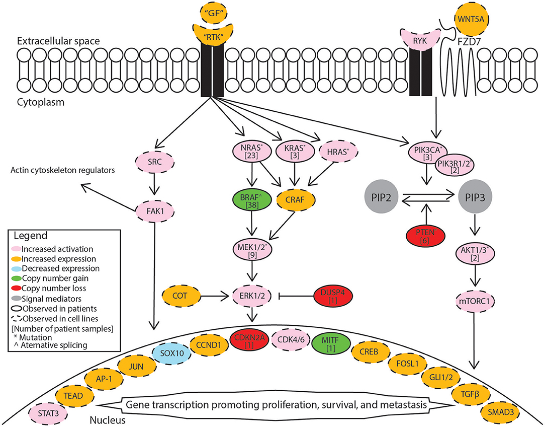 Frontiers | Diverse Mechanisms of BRAF Inhibitor Resistance in Melanoma ...