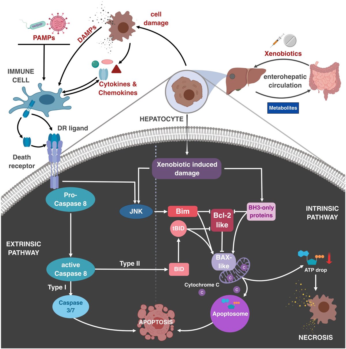 Frontiers | Death Receptor Interactions With the Mitochondrial Cell ...