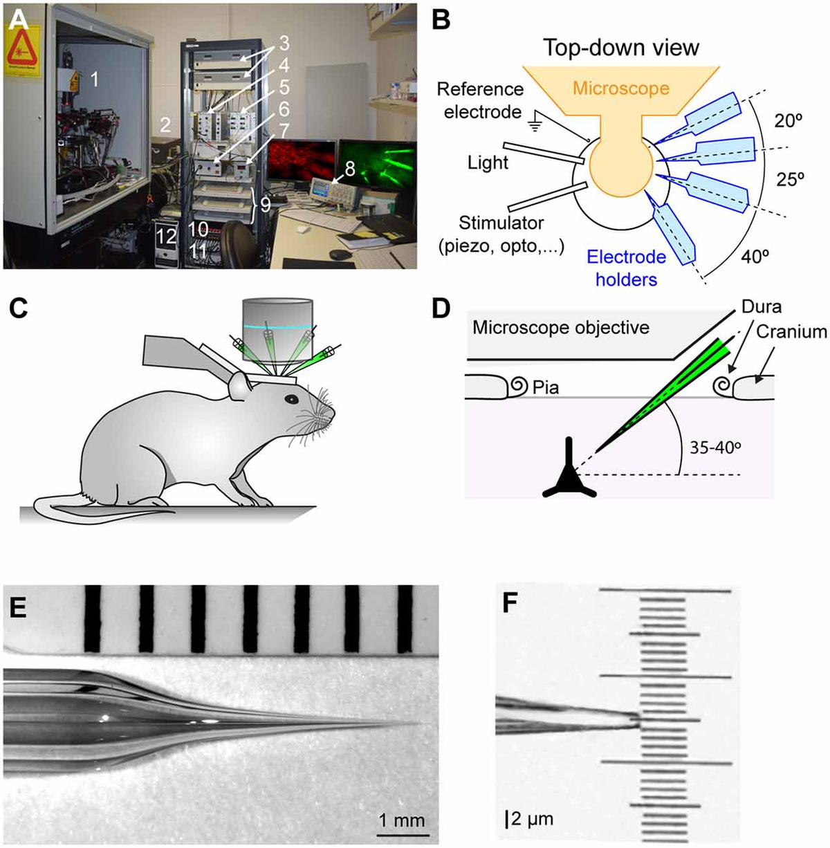 Frontiers | Multiple Two-Photon Targeted Whole-Cell Patch-Clamp ...