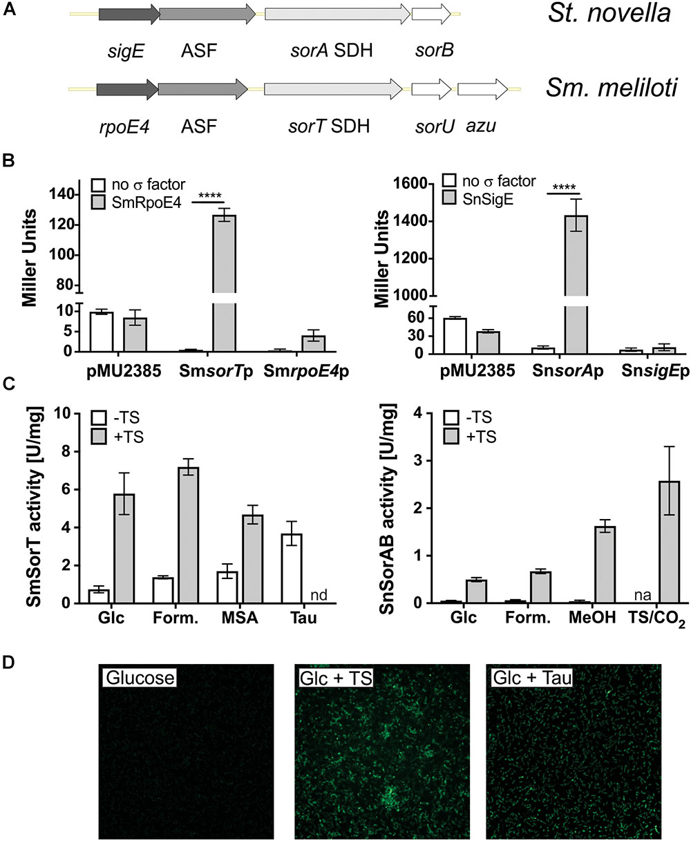 Frontiers | Control of Bacterial Sulfite Detoxification by Conserved ...