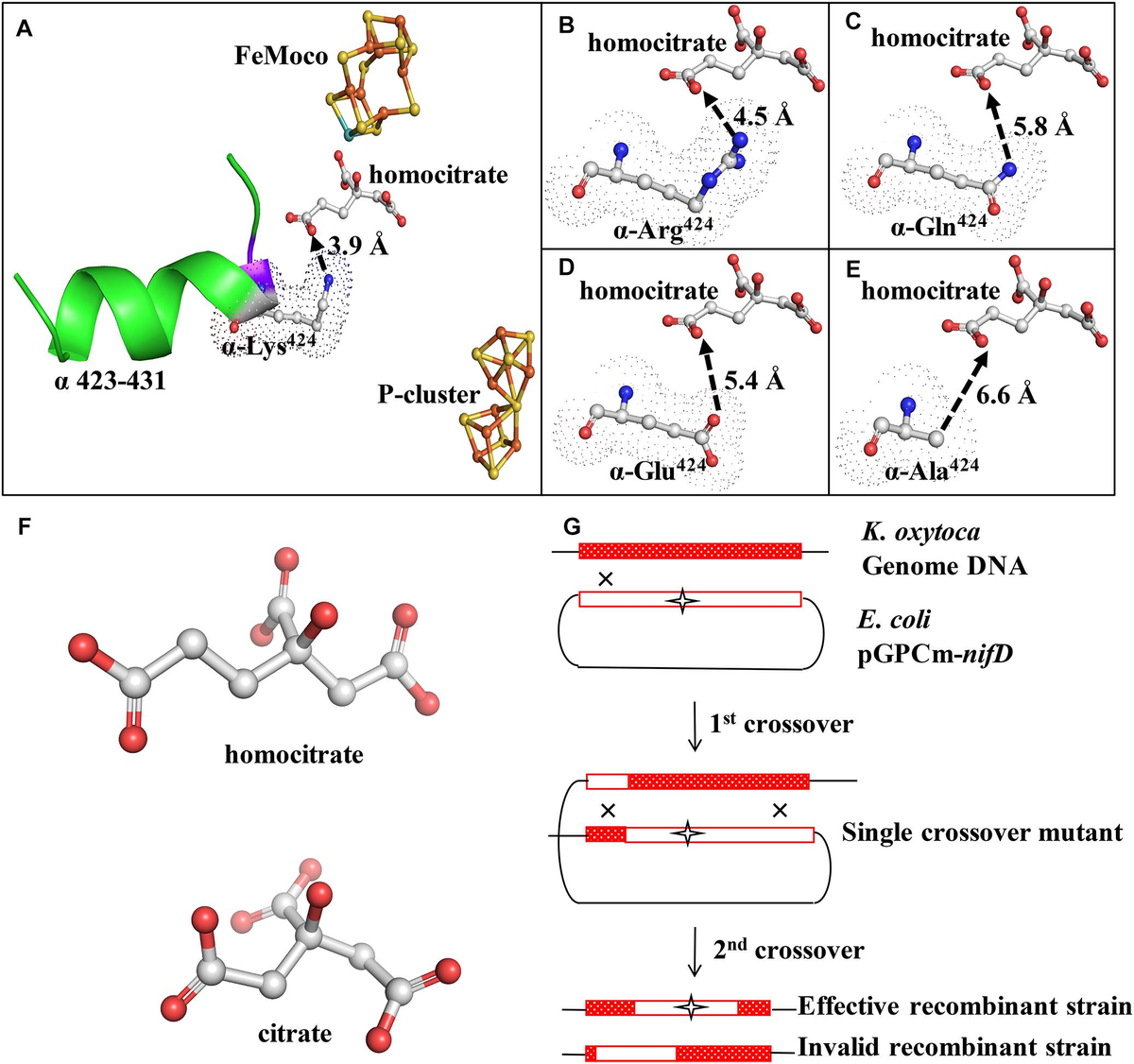 Frontiers | α-Lys424 Participates in Insertion of FeMoco to MoFe ...
