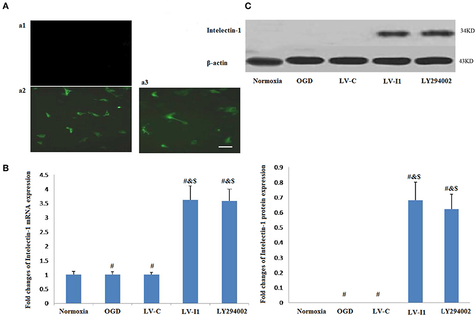 Frontiers | The Effects of Intelectin-1 on Antioxidant and Angiogenesis ...