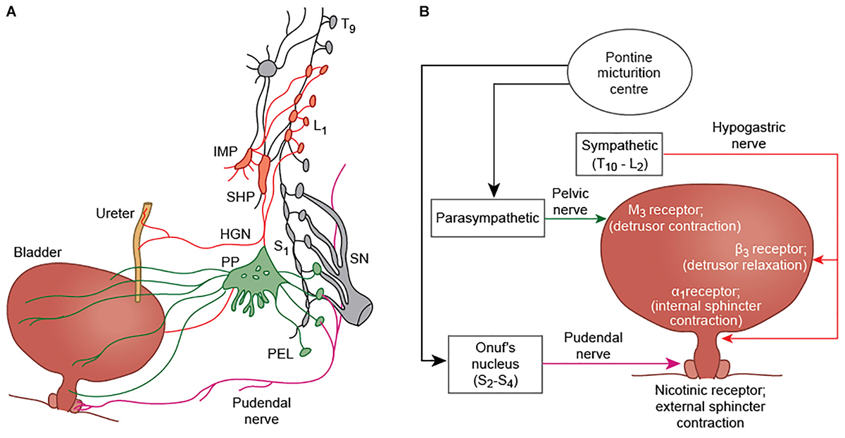 Frontiers | The Central Autonomic Network and Regulation of Bladder ...