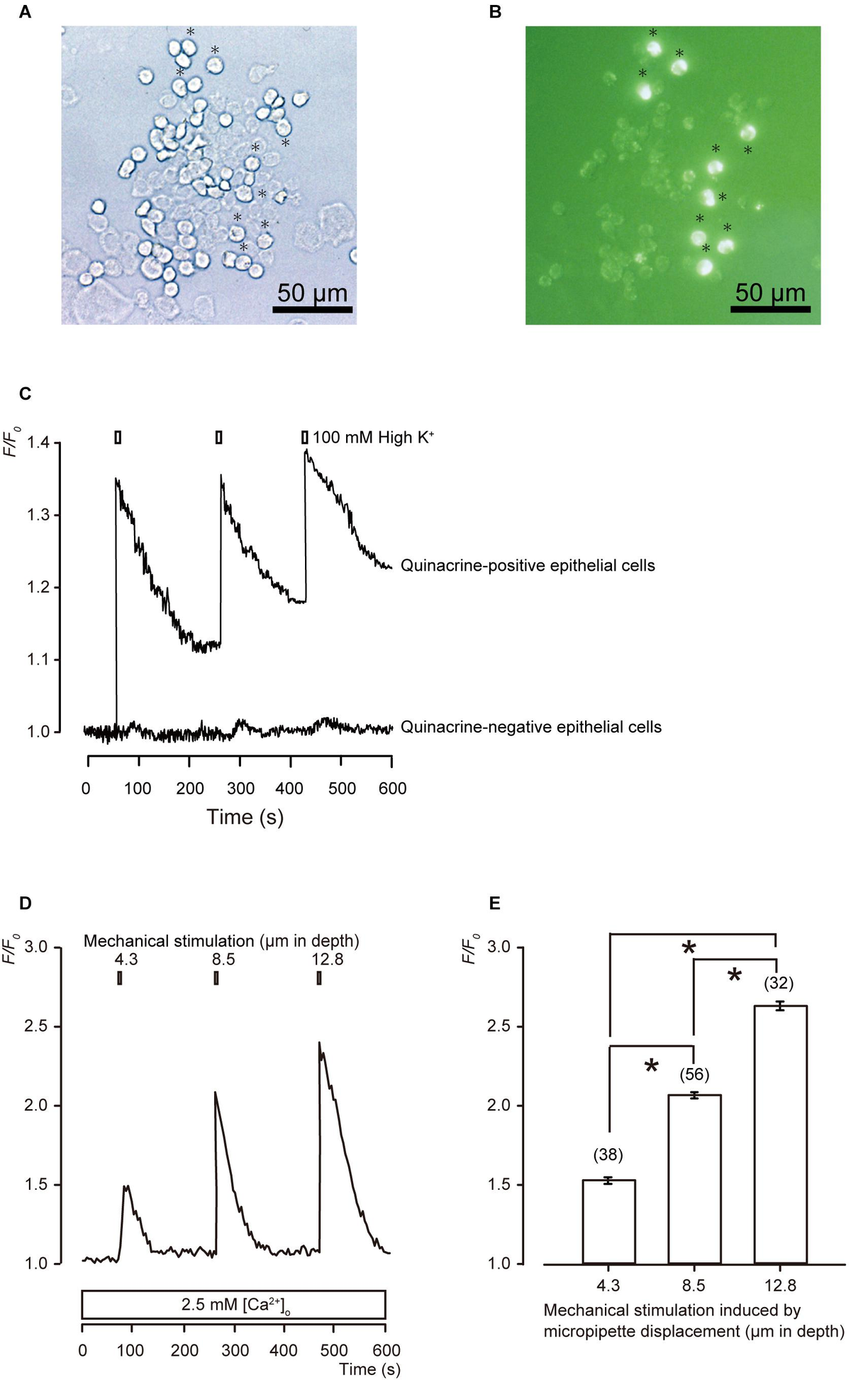 Frontiers | Merkel Cells Release Glutamate Following Mechanical ...
