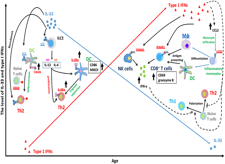 Frontiers Role Of Type I Interferon Ifn In The Respiratory