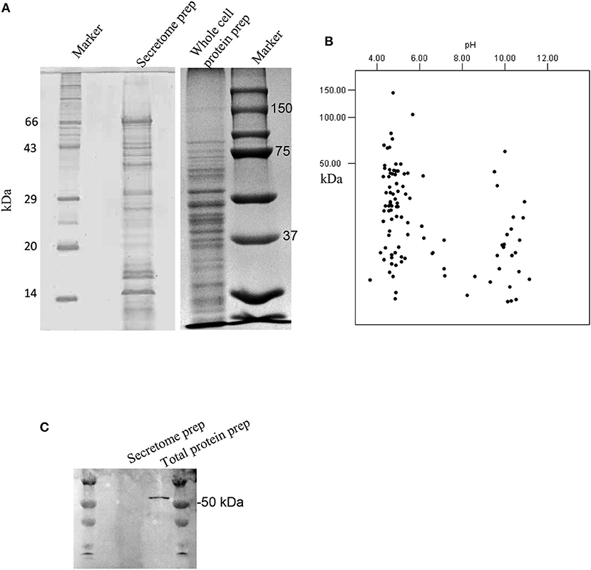 Frontiers | Proteomic Analysis and Virulence Assessment of ...
