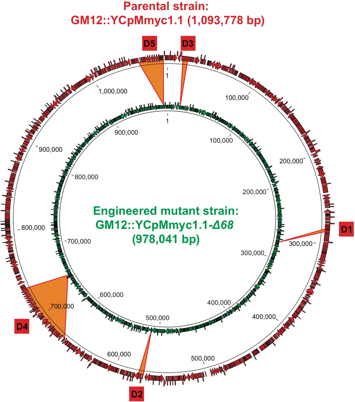 Frontiers | Removal of a Subset of Non-essential Genes Fully Attenuates ...