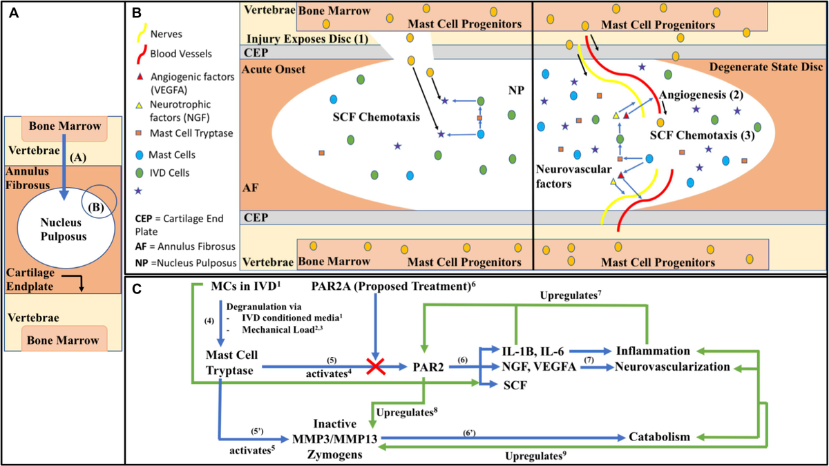 Frontiers | Mast Cell/Proteinase Activated Receptor 2 (PAR2) Mediated ...