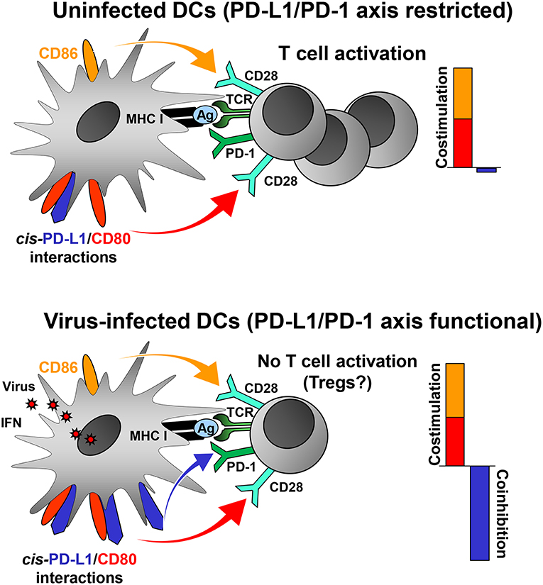 Frontiers | The PD-1/PD-L1 Axis and Virus Infections: A Delicate Balance