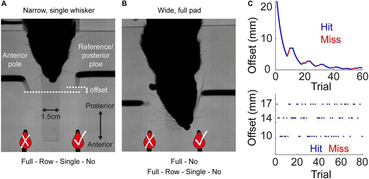 Frontiers | Generalization of Object Localization From Whiskers to Other Body Parts in Freely ...