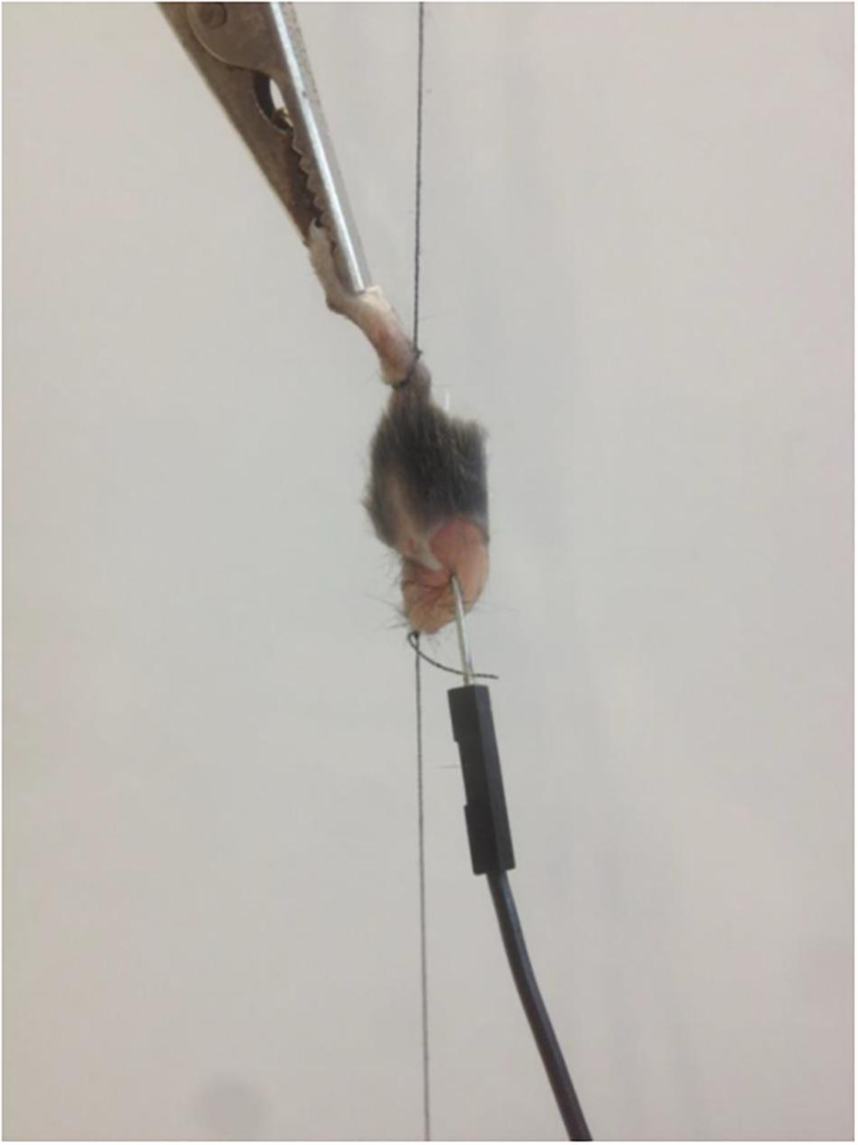 Frontiers | Frequency-Dependent Reaction of the Triceps Surae Muscle of ...