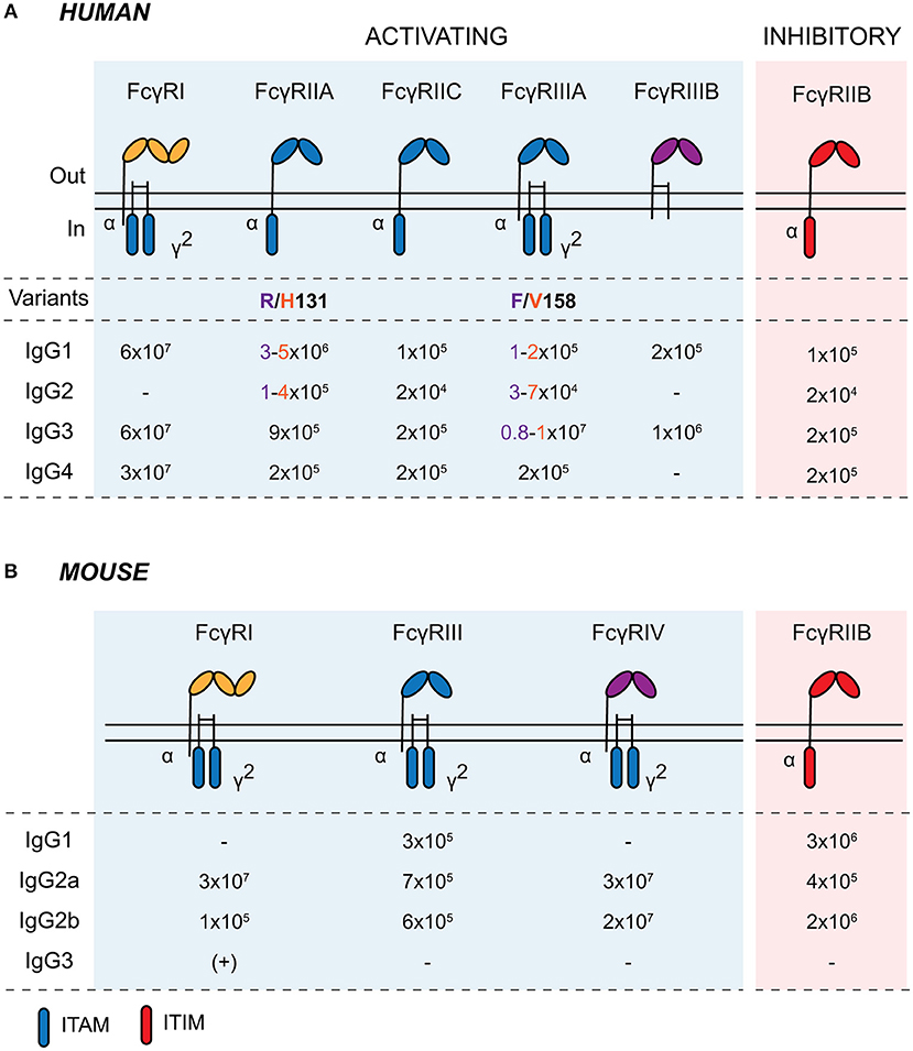Frontiers | IgG and Fcγ Receptors in Intestinal Immunity and Inflammation