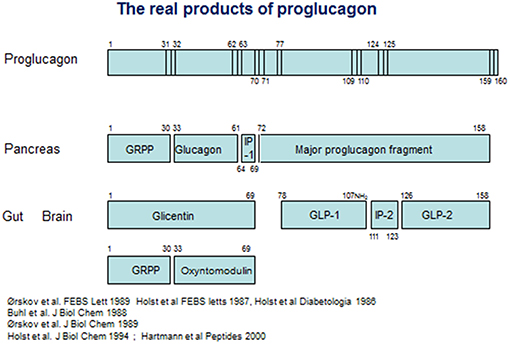 Frontiers | From the Incretin Concept and the Discovery of GLP-1 to ...
