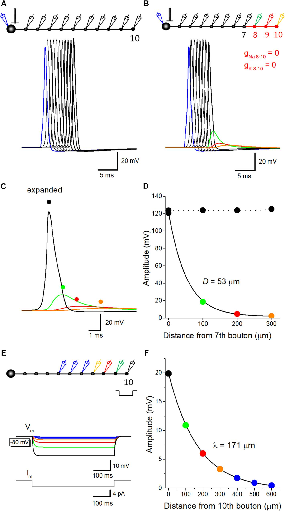 Frontiers | Modeling Analysis of Axonal After Potential at Hippocampal Mossy Fibers