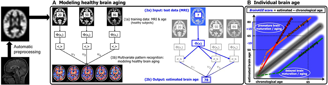 Frontiers | Ten Years of BrainAGE as a Neuroimaging Biomarker of Brain ...
