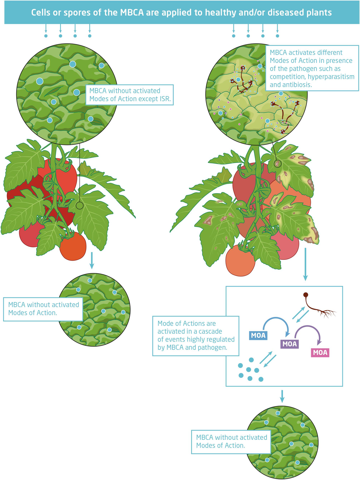 Frontiers | Mode of Action of Microbial Biological Control Agents ...