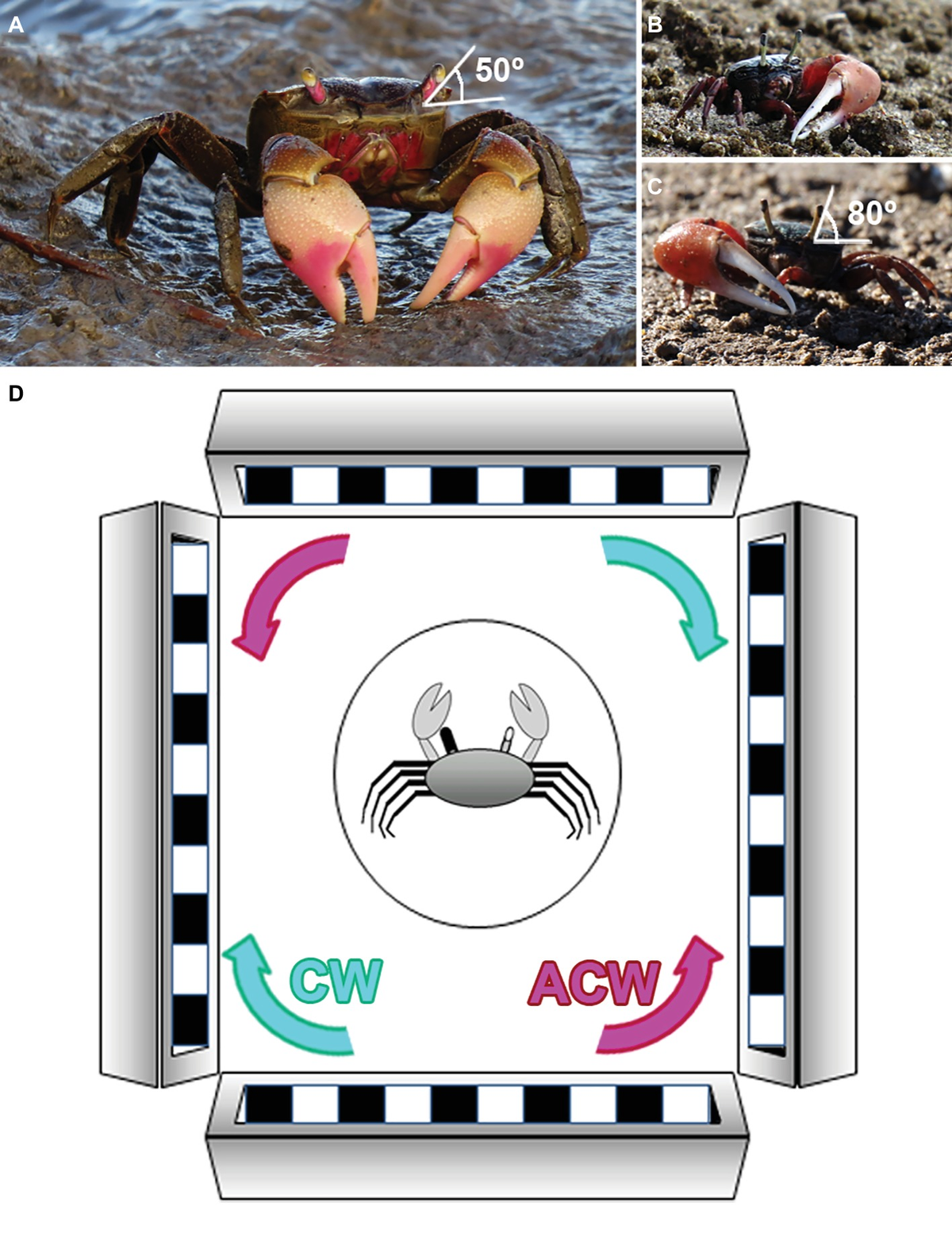 Frontiers | Unidirectional Optomotor Responses and Eye Dominance in Two ...
