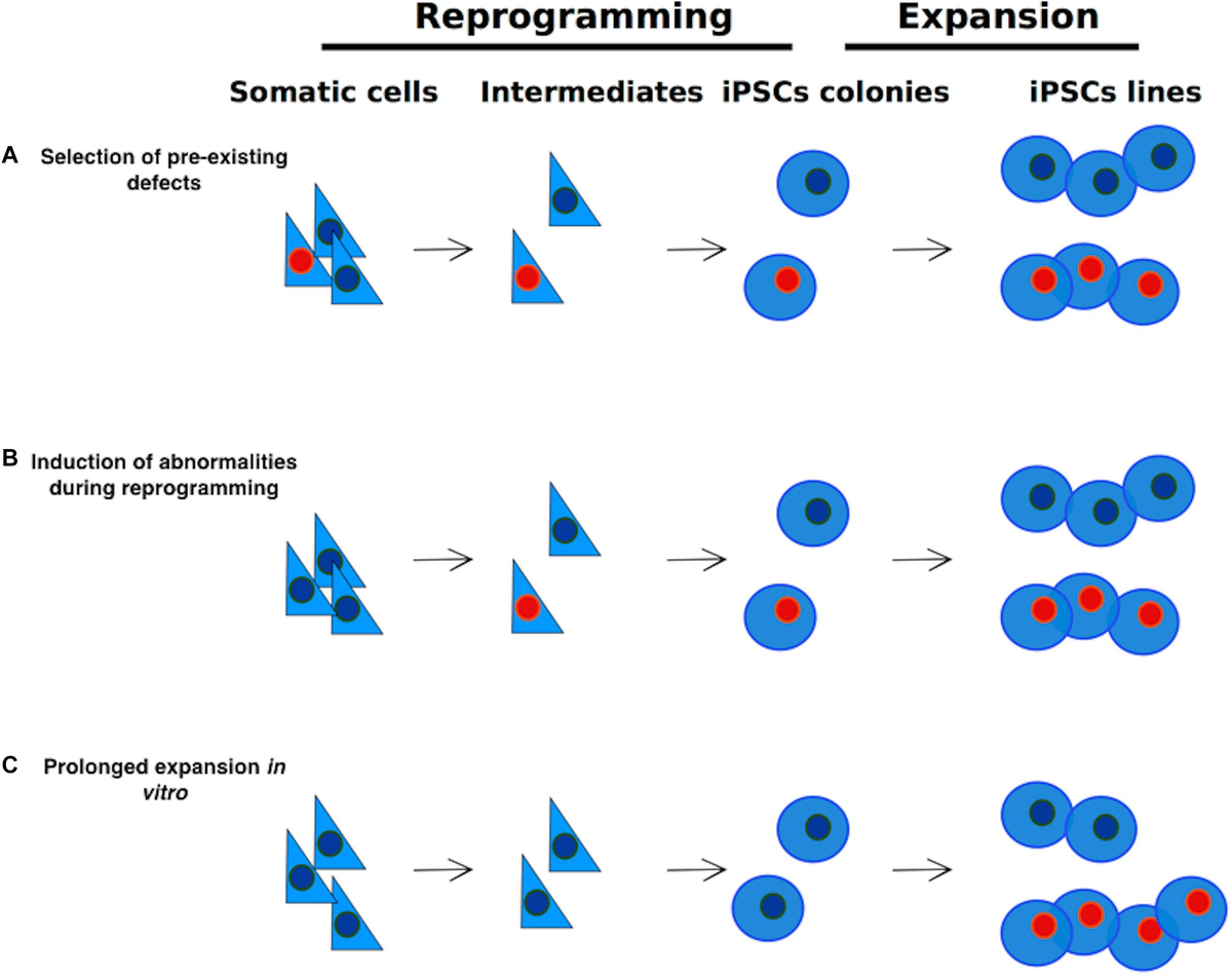 Frontiers | How Does Reprogramming to Pluripotency Affect Genomic ...