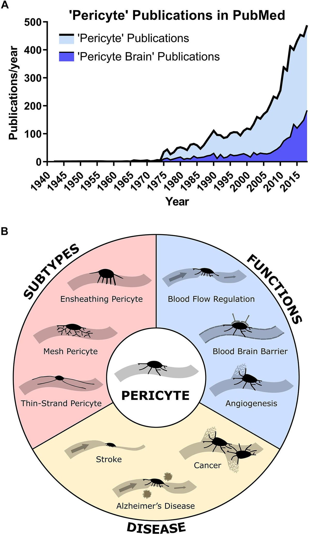 Frontiers | Pericytes and Neurovascular Function in the Healthy and ...