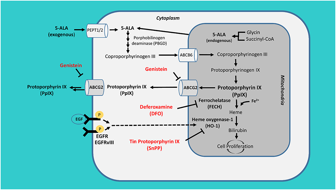 Frontiers | Quantitative Modulation of PpIX Fluorescence and Improved ...