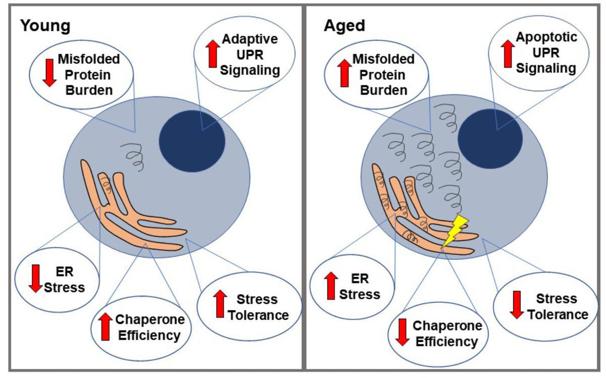 Frontiers | Endoplasmic Reticulum Stress Coping Mechanisms and Lifespan ...