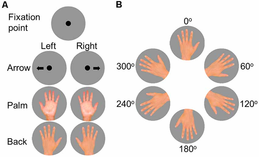 Frontiers | Variation in Performance Strategies of a Hand Mental ...
