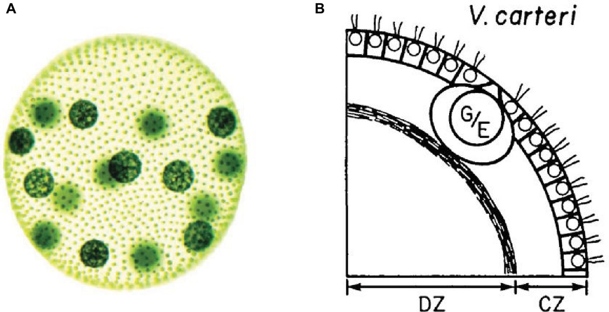 Frontiers | Understanding Multicellularity: The Functional Organization ...