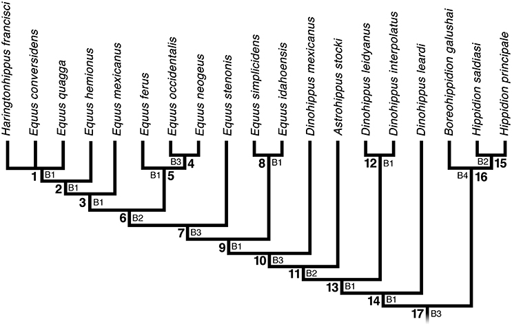 Frontiers | What Is Equus? Reconciling Taxonomy and Phylogenetic Analyses