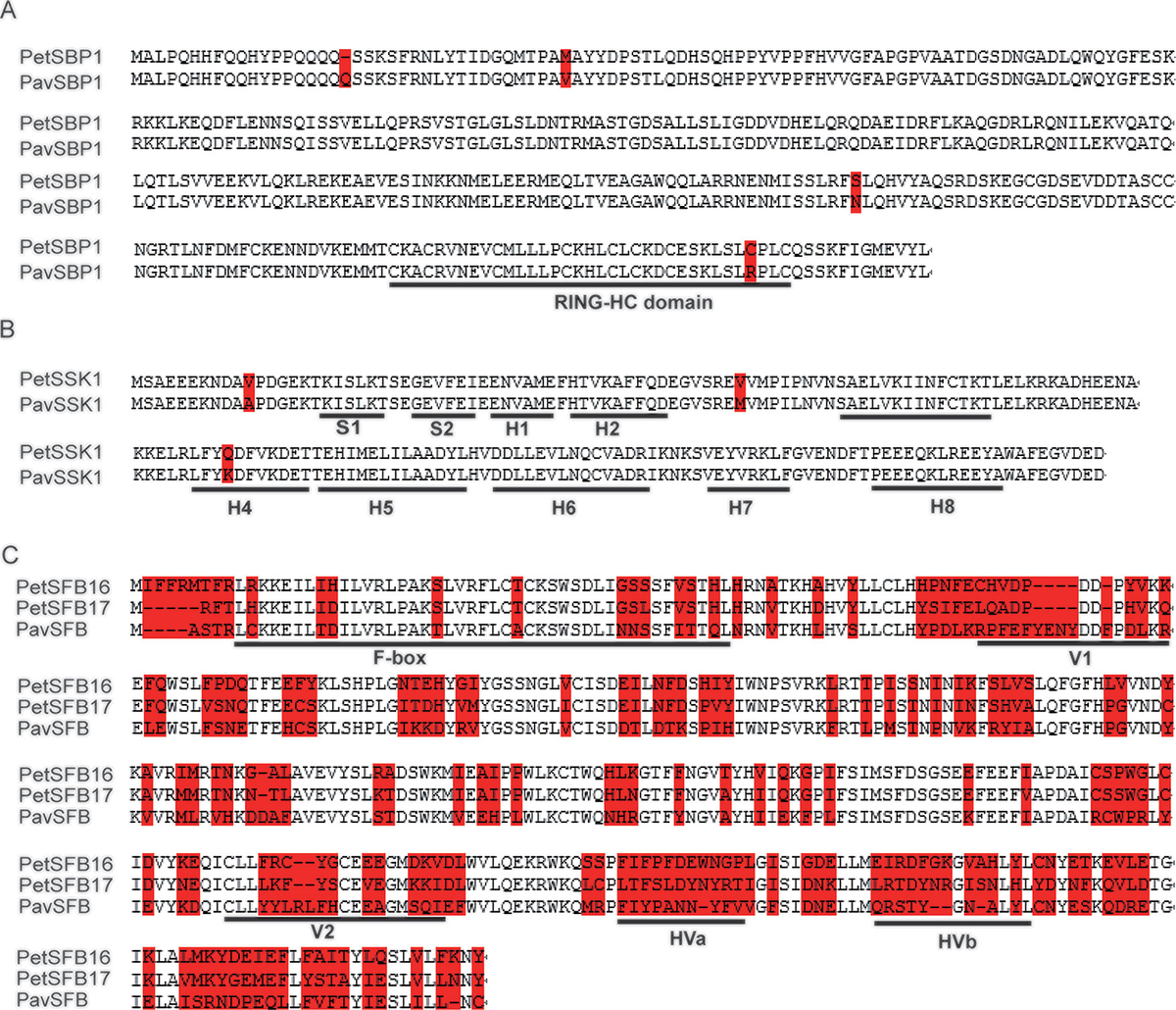 Frontiers | Identification of a Novel SBP1-Containing SCFSFB Complex in ...