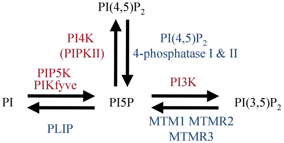 Frontiers | An Emerging Role for PI5P in T Cell Biology