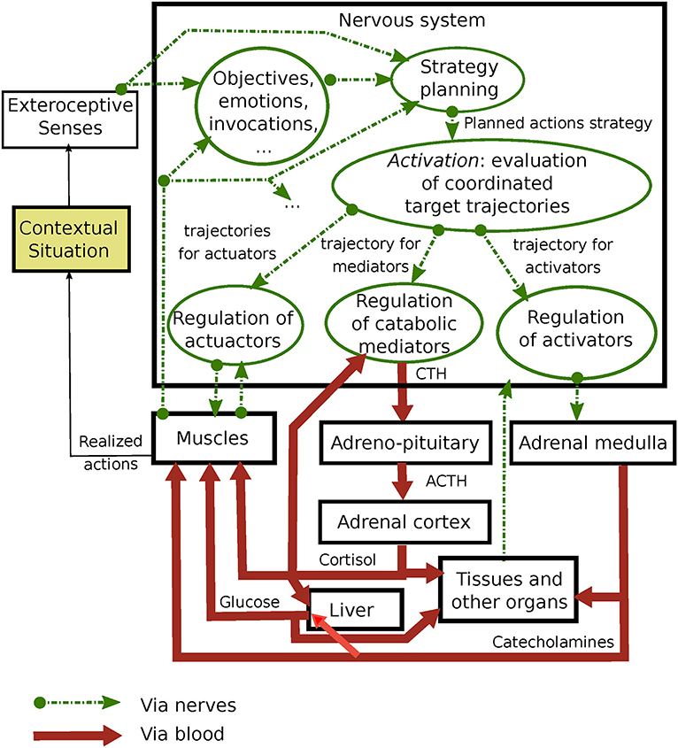 Frontiers | Acute Stress Assessment From Excess Cortisol Secretion ...