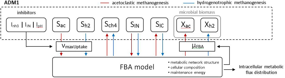Frontiers | Augmenting Biogas Process Modeling by Resolving ...