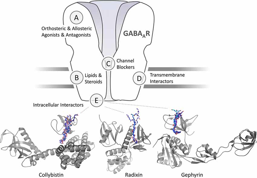 Frontiers | Targeting GABAAR-Associated Proteins: New Modulators ...