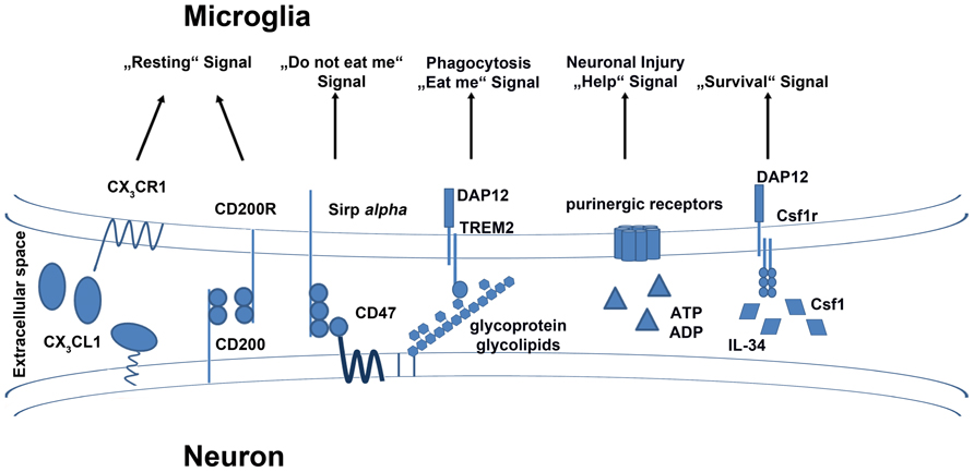 Frontiers | Factors regulating microglia activation