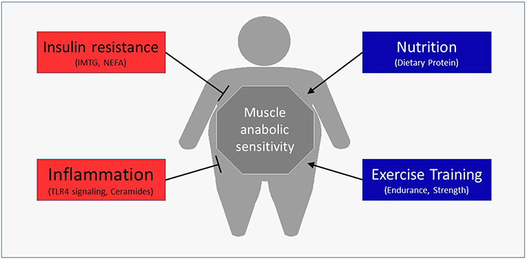 Frontiers | Obesity Alters the Muscle Protein Synthetic Response to ...