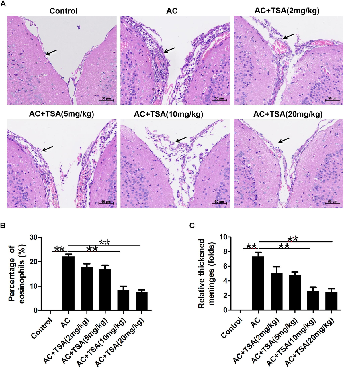 Frontiers | Trichostatin A, a Histone Deacetylase Inhibitor, Alleviates ...