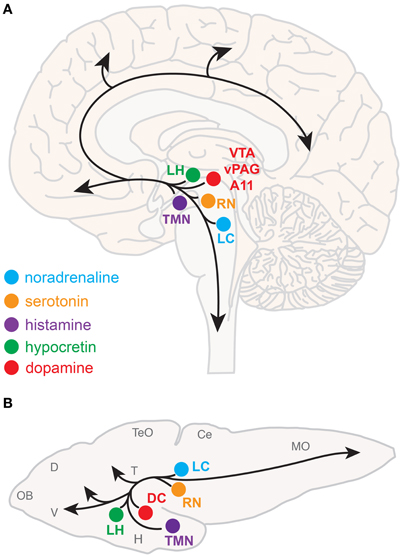 Frontiers | Regulation of zebrafish sleep and arousal states: current ...