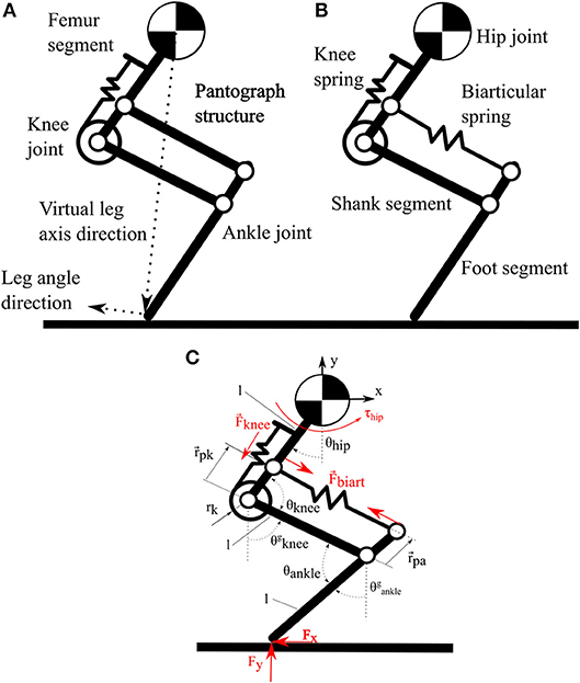 Biarticular Joint