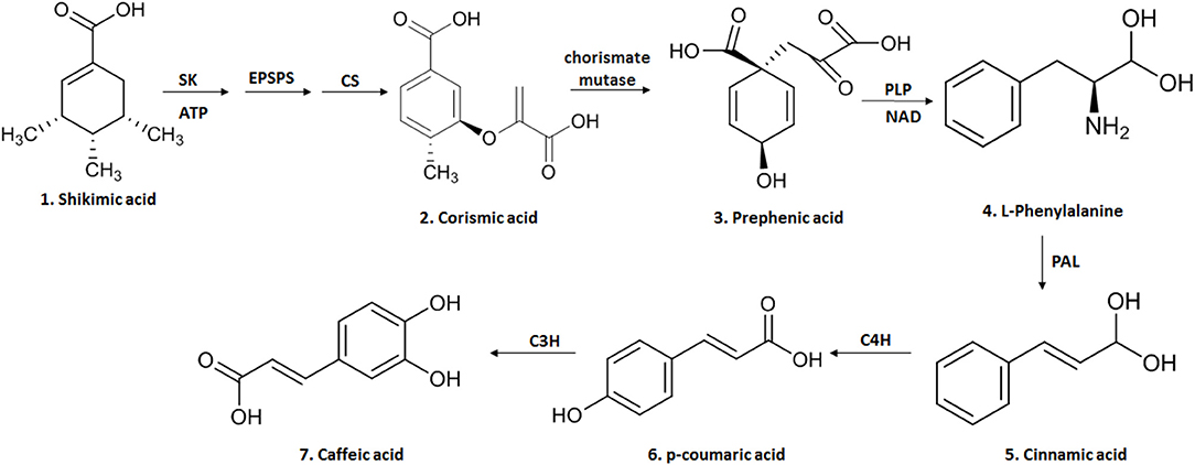 Frontiers | Chemical and Pharmacological Aspects of Caffeic Acid and ...